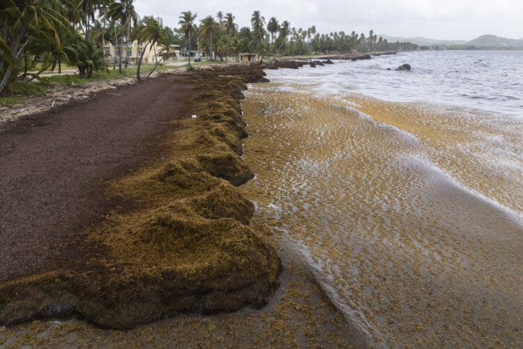 Scientists say a record amount of seaweed hit the Caribbean and nearby ...